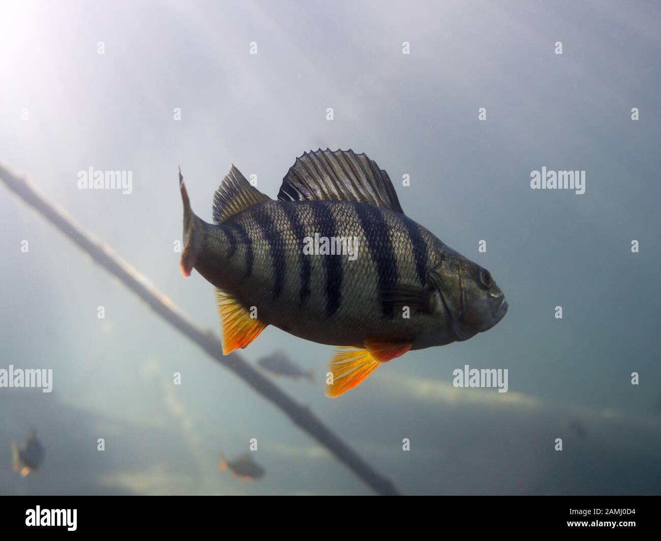 European perch swimming in clear water Stock Photo - Alamy