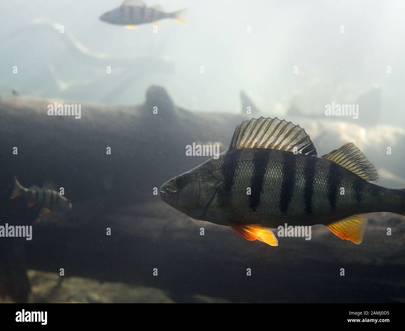 Underwater side view of big European perch Stock Photo - Alamy