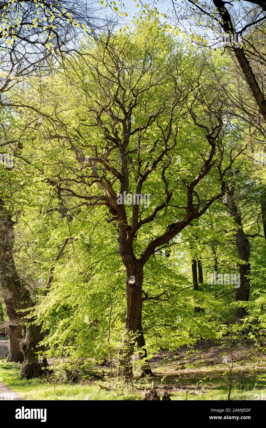 Beautiful single oak tree in spring with fresh green leaves Stock Photo ...