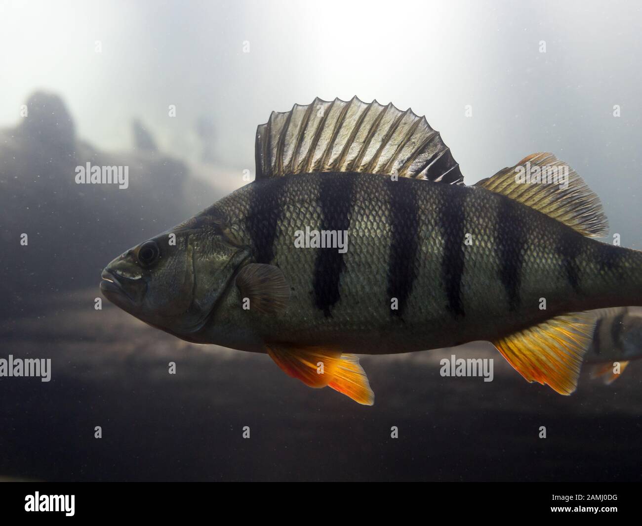 Underwater side view of big European perch Stock Photo - Alamy