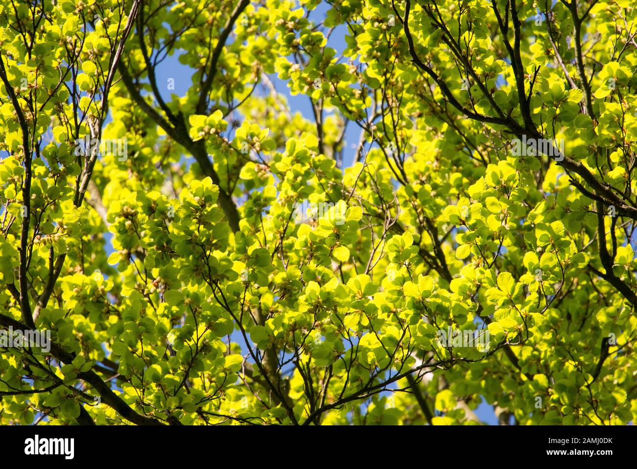 Detail of the leaves of a beech tree in spring with fresh green leaves ...
