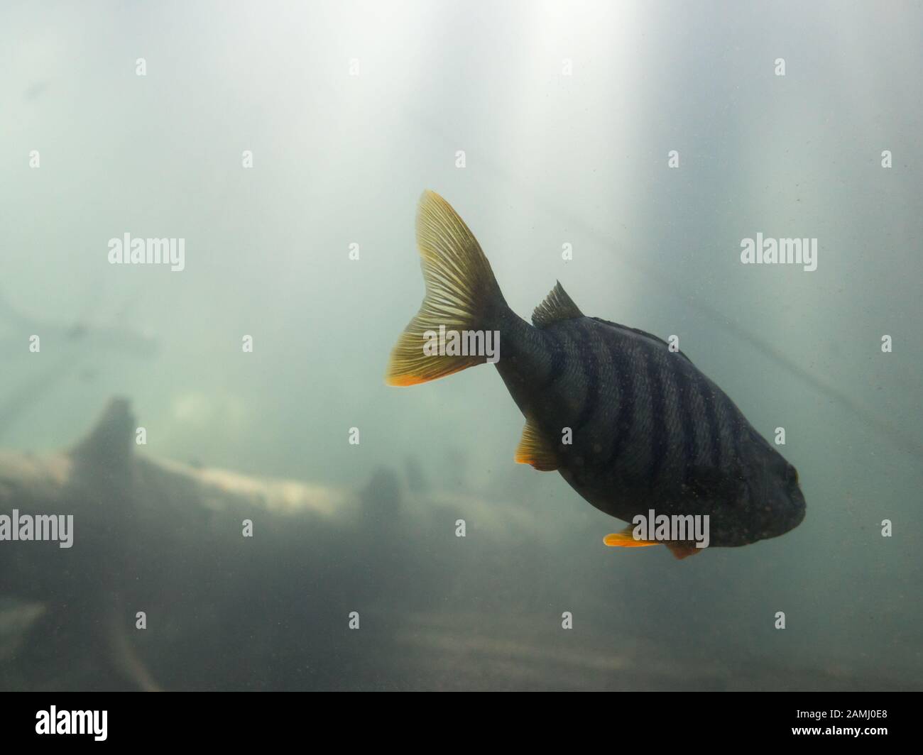 Tail fin of European perch swimming underwater Stock Photo - Alamy