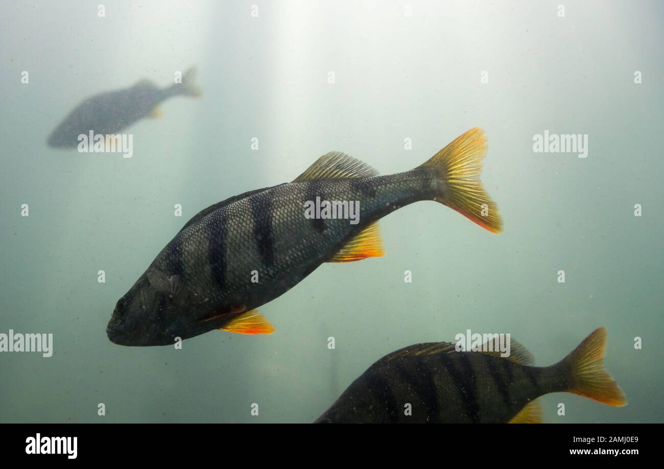 Group of perch swimming in clear water Stock Photo - Alamy