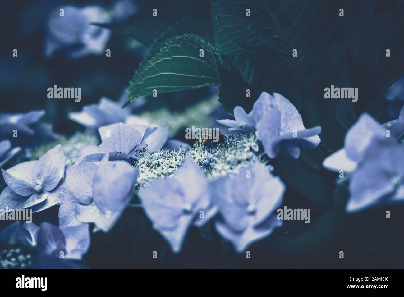 Honey bee on hydrangea hi-res stock photography and images - Alamy