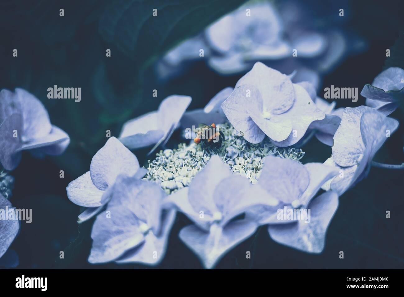 Honey bee on hydrangea hi-res stock photography and images - Alamy