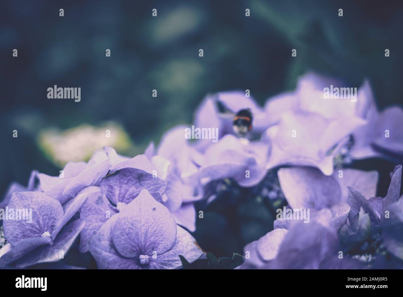Honey bee on hydrangea hi-res stock photography and images - Alamy