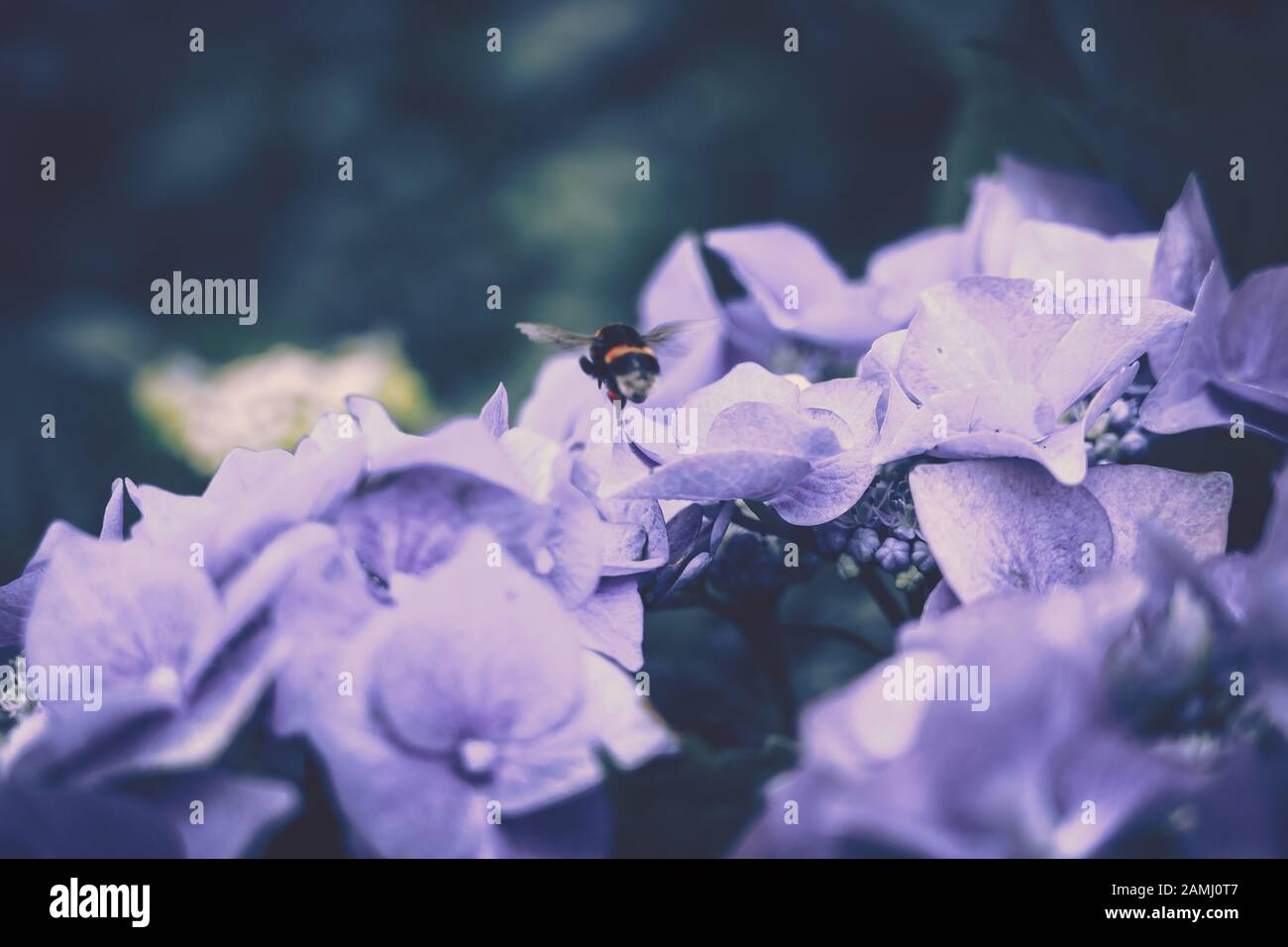 Honey bee on hydrangea hi-res stock photography and images - Alamy