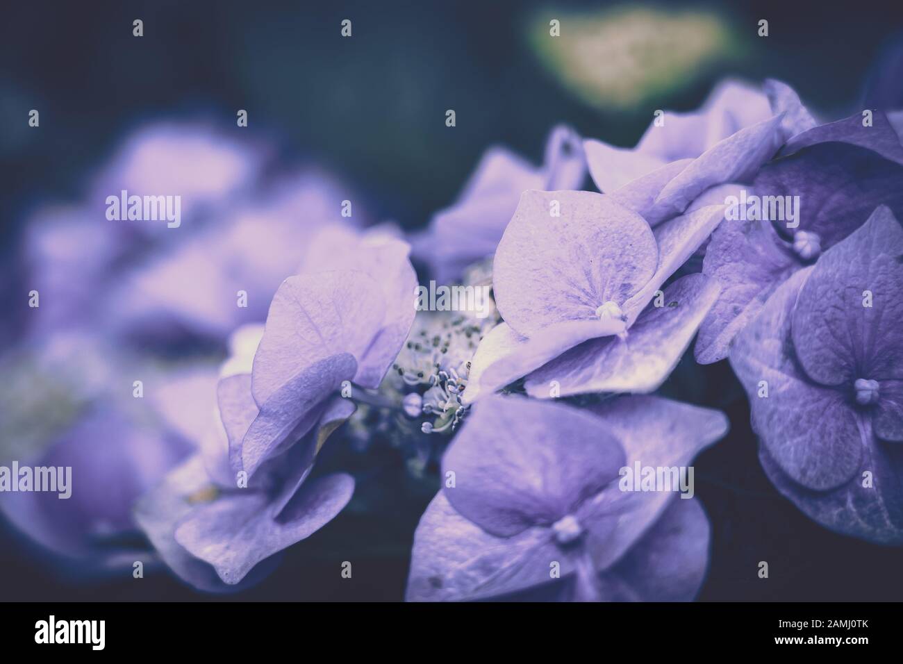 Honey bee on hydrangea hi-res stock photography and images - Alamy