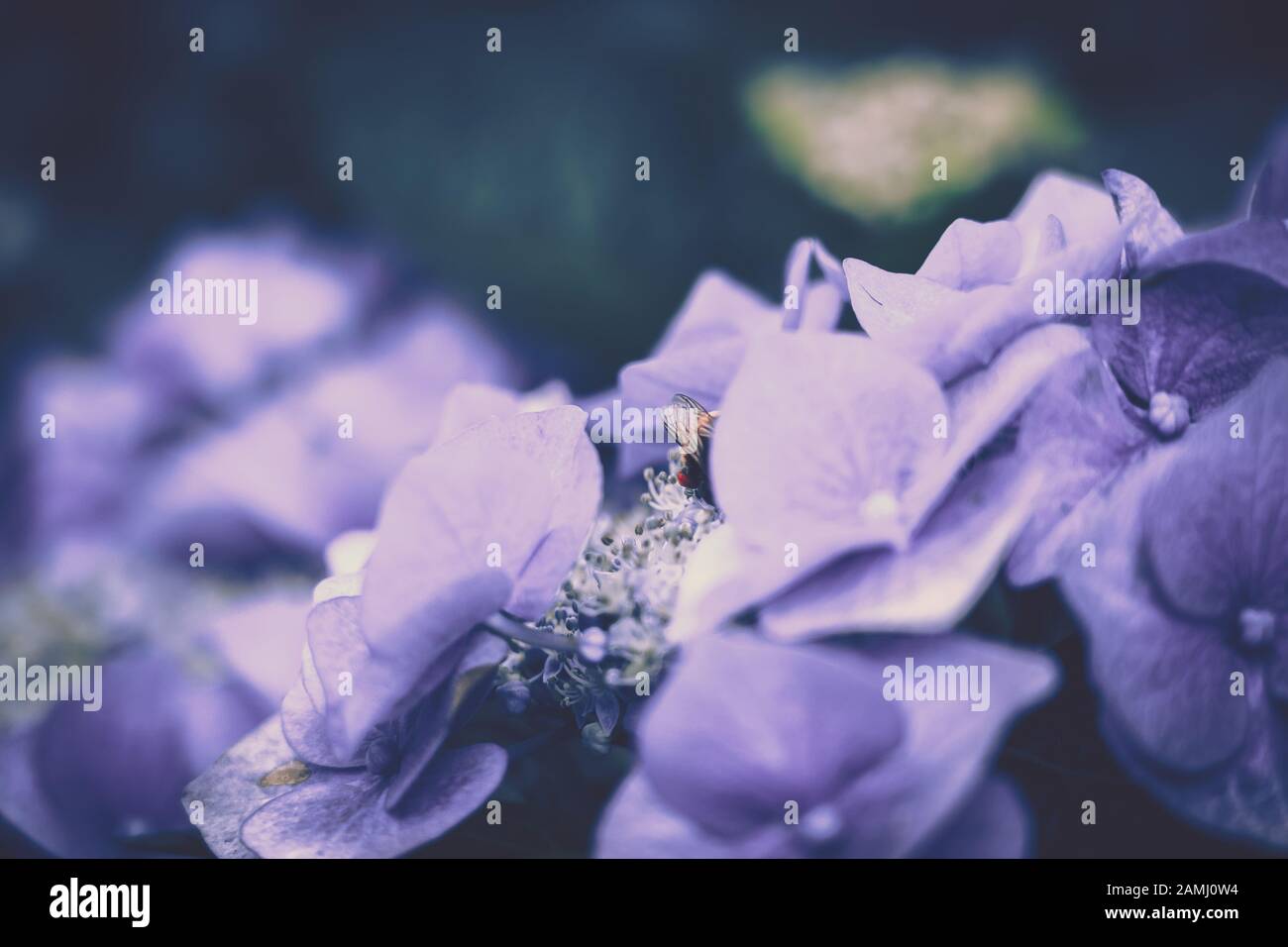 Honey bee on hydrangea hi-res stock photography and images - Alamy