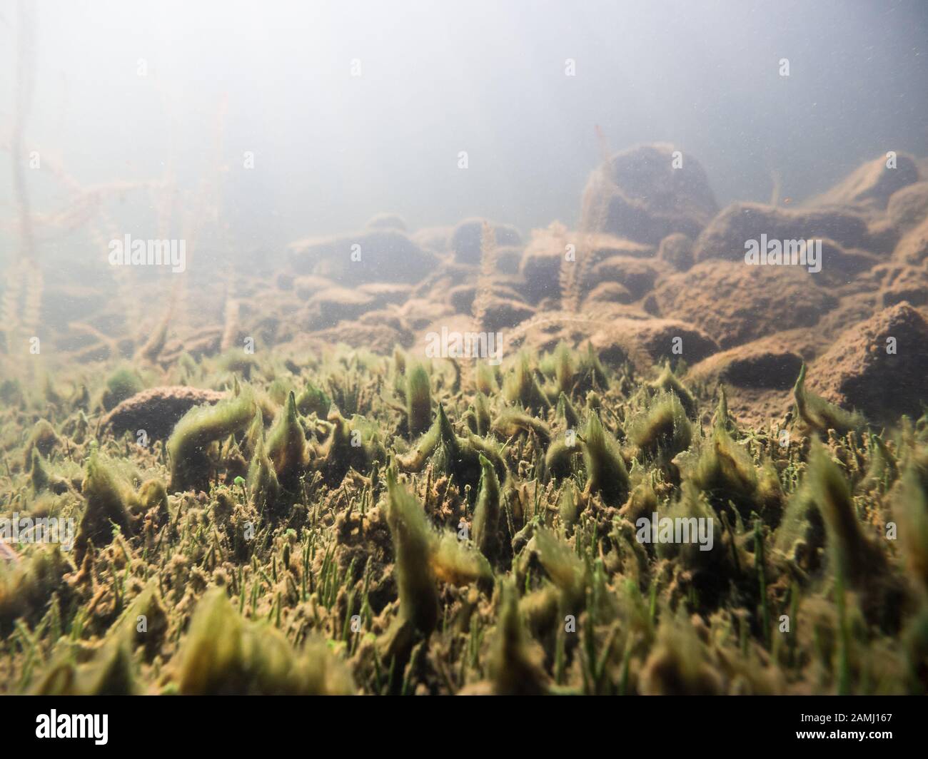 Algae tufts growing on bottom-leaved water plants in lake Stock Photo ...