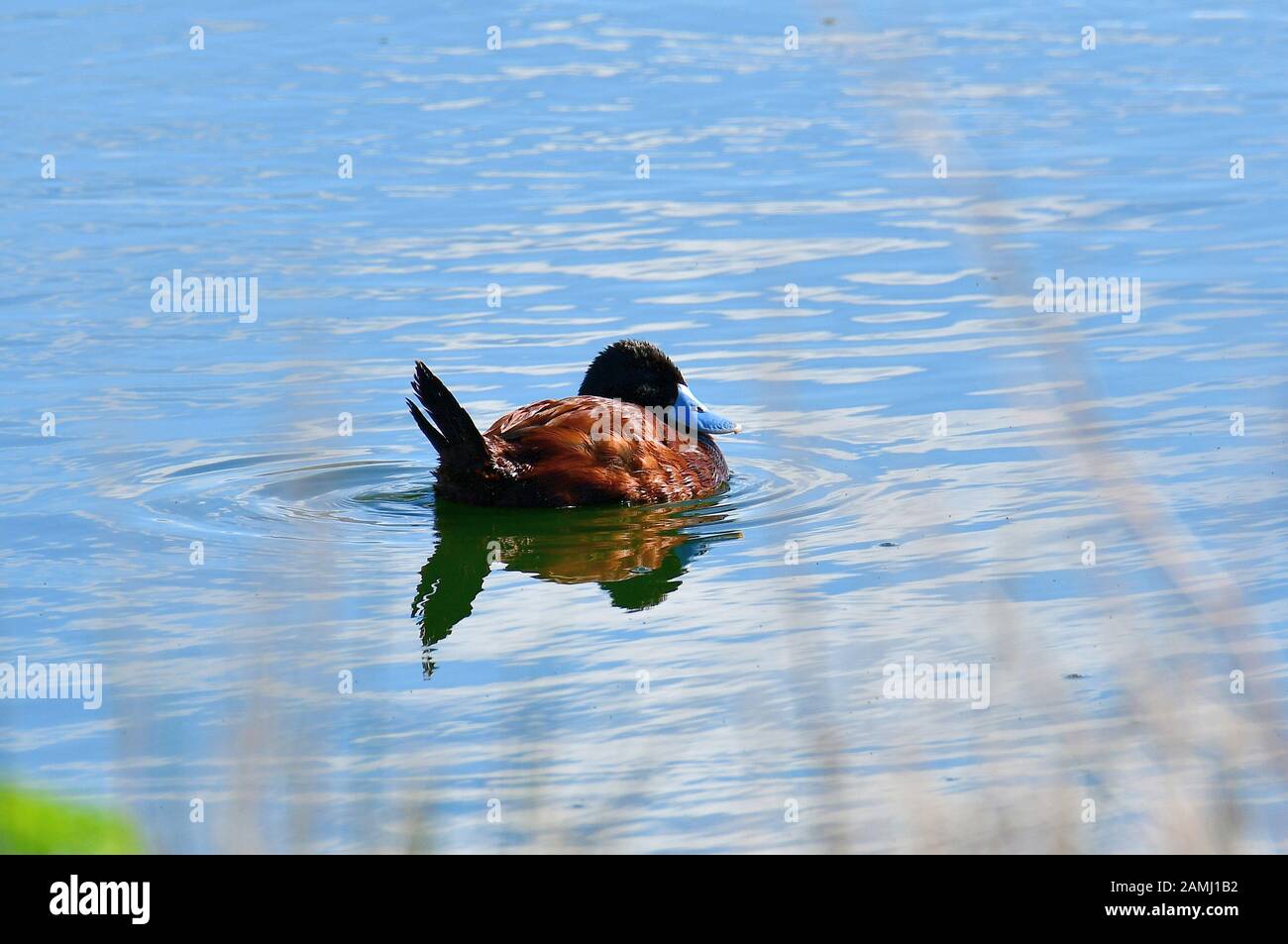 Andean duck, Oxyura ferruginea, Reserva Laguna Nimez, El Calafate ...