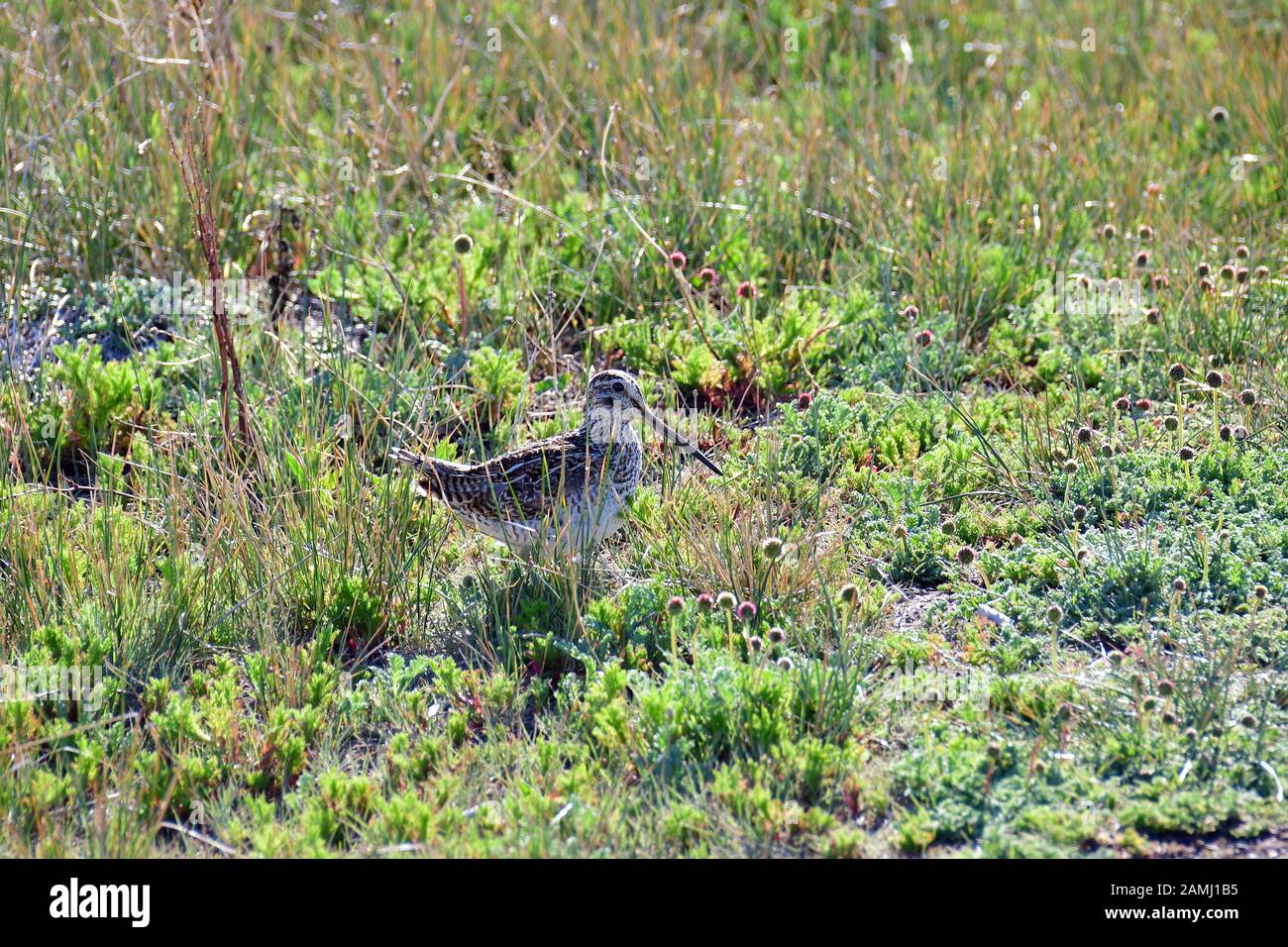 South American snipe, Magellan snipe, Gallinago paraguaiae, Reserva ...