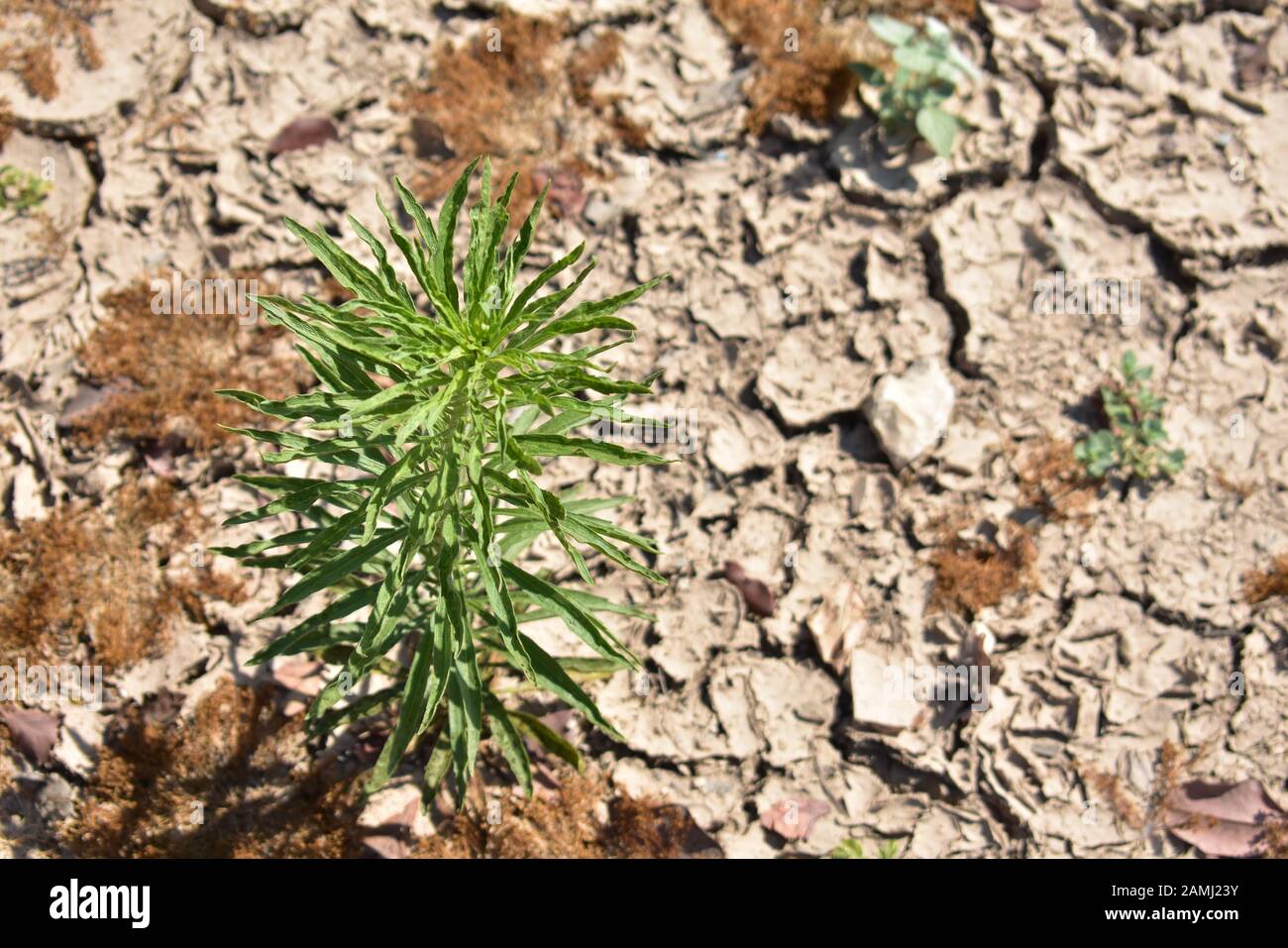 Marestail hi-res stock photography and images - Alamy