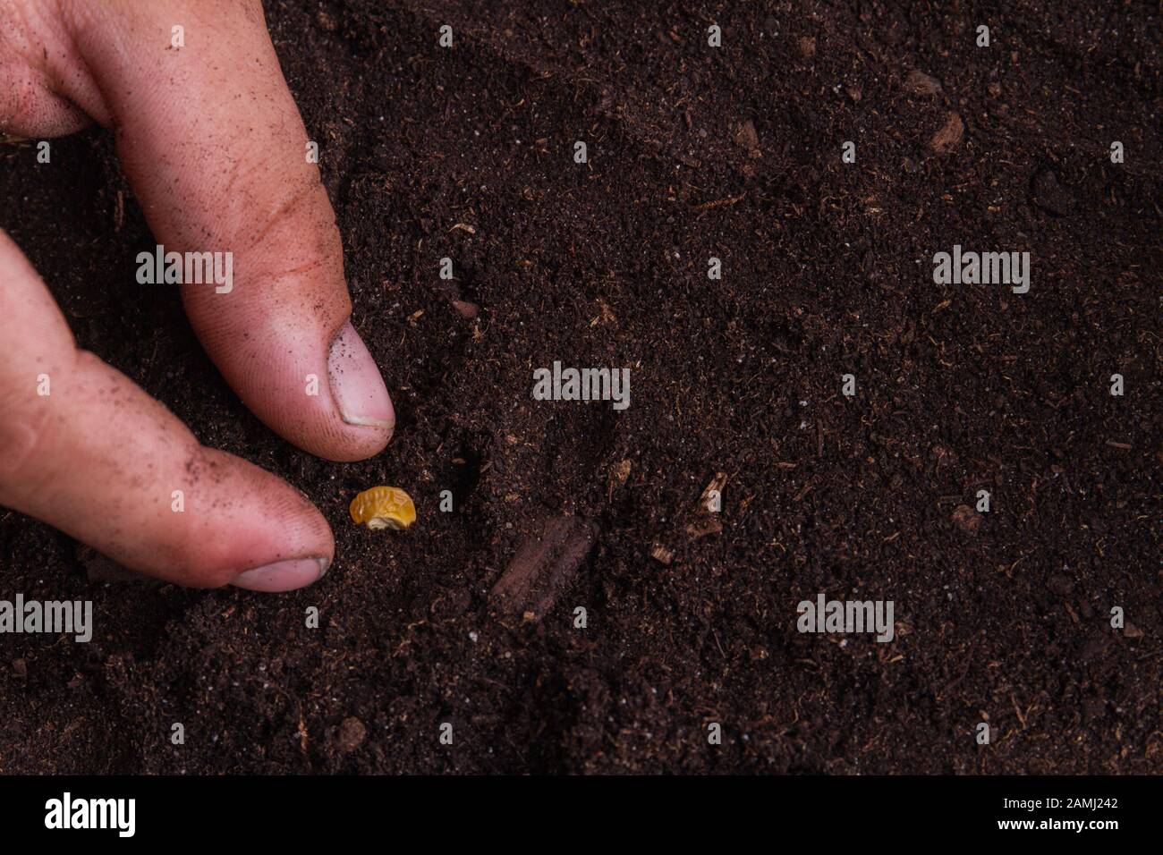 Close-up fingres plant sugar corn in the ground soil Stock Photo - Alamy