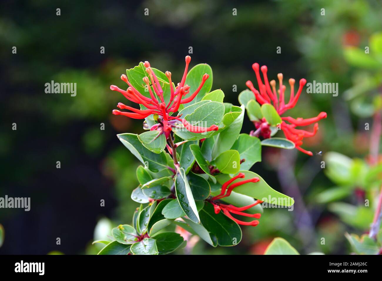 Chilean firetree hi-res stock photography and images - Alamy