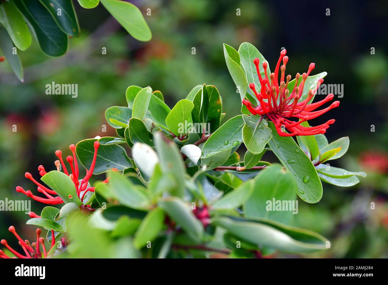 Chilean firetree hi-res stock photography and images - Alamy