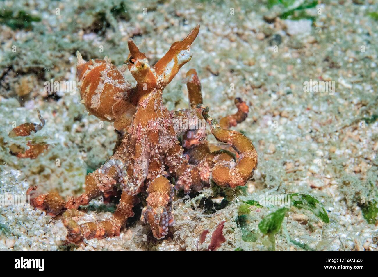 Indian ocean octopus hi-res stock photography and images - Alamy