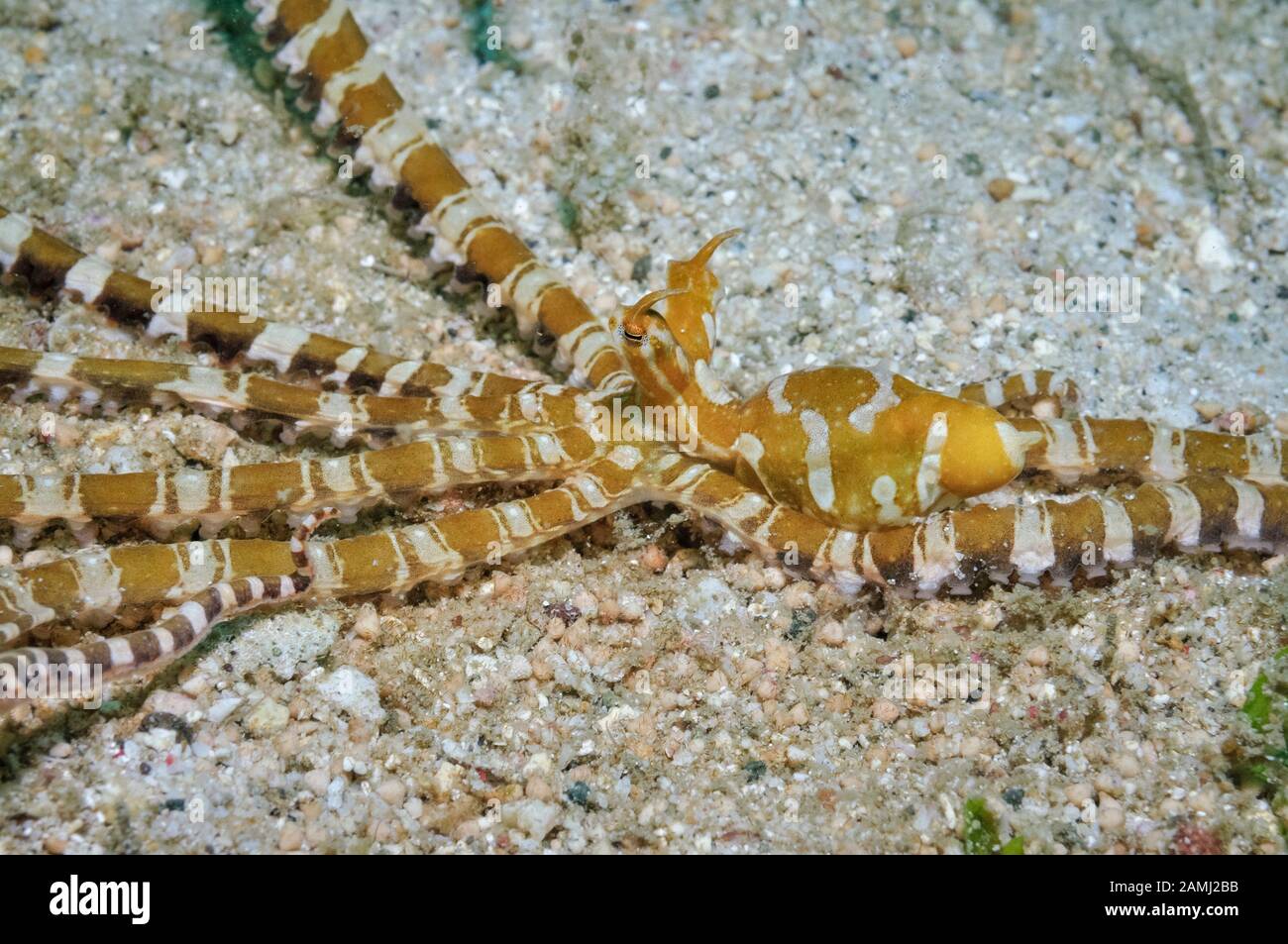 wonderpus octopus, Wunderpus photogenicus, Sekotong, Lombok, Indonesia ...