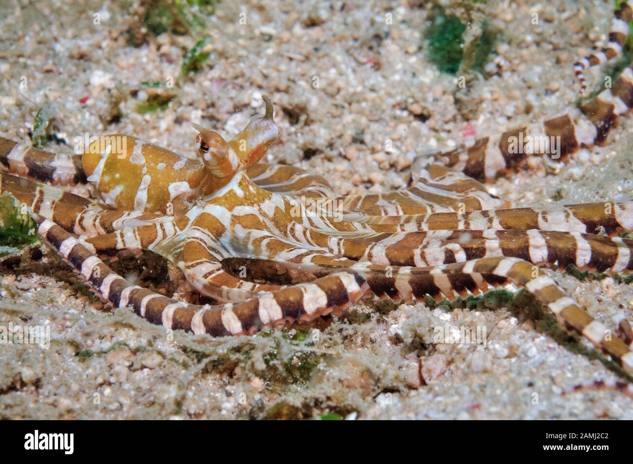wonderpus octopus, Wunderpus photogenicus, Sekotong, Lombok, Indonesia ...