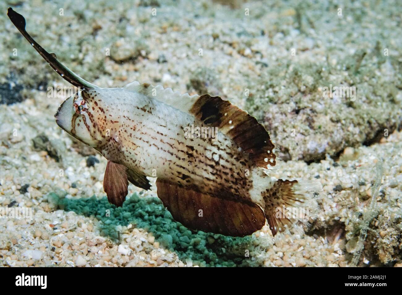 Peacock razorfish, Inistius pavo, juvenile, Sekotong, Lombok, Indonesia ...