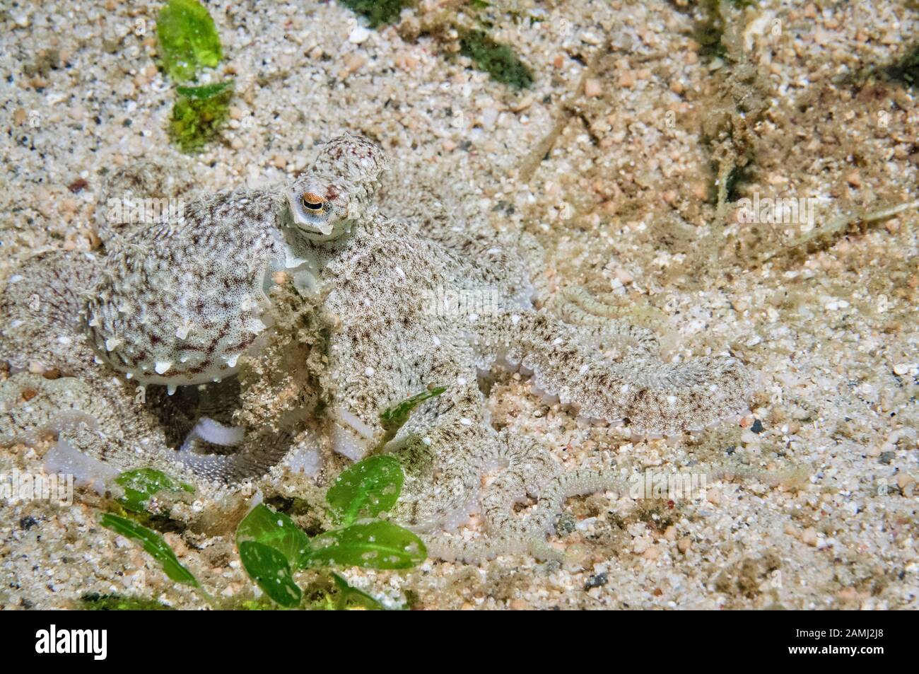 Long-arm Octopus, Octopus sp., Sekotong, Lombok, Indonesia, Bali Sea ...