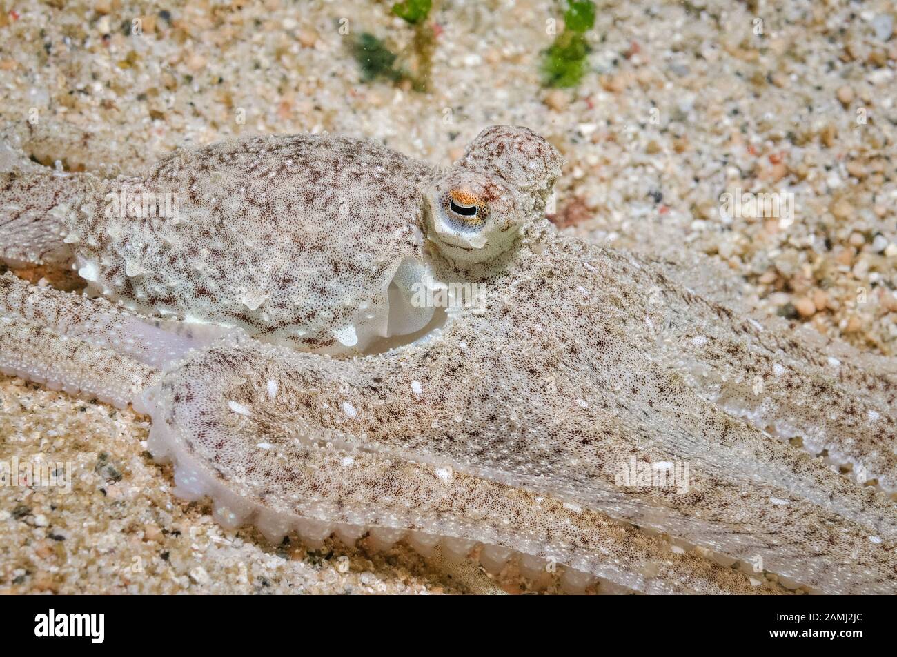 Mimicking octopus hi-res stock photography and images - Alamy