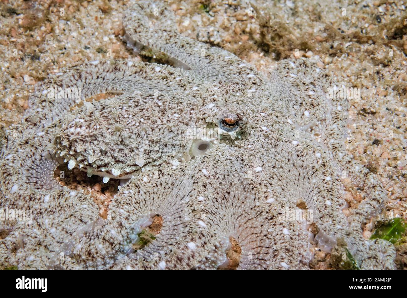 Long-arm Octopus, Octopus sp., Sekotong, Lombok, Indonesia, Bali Sea ...