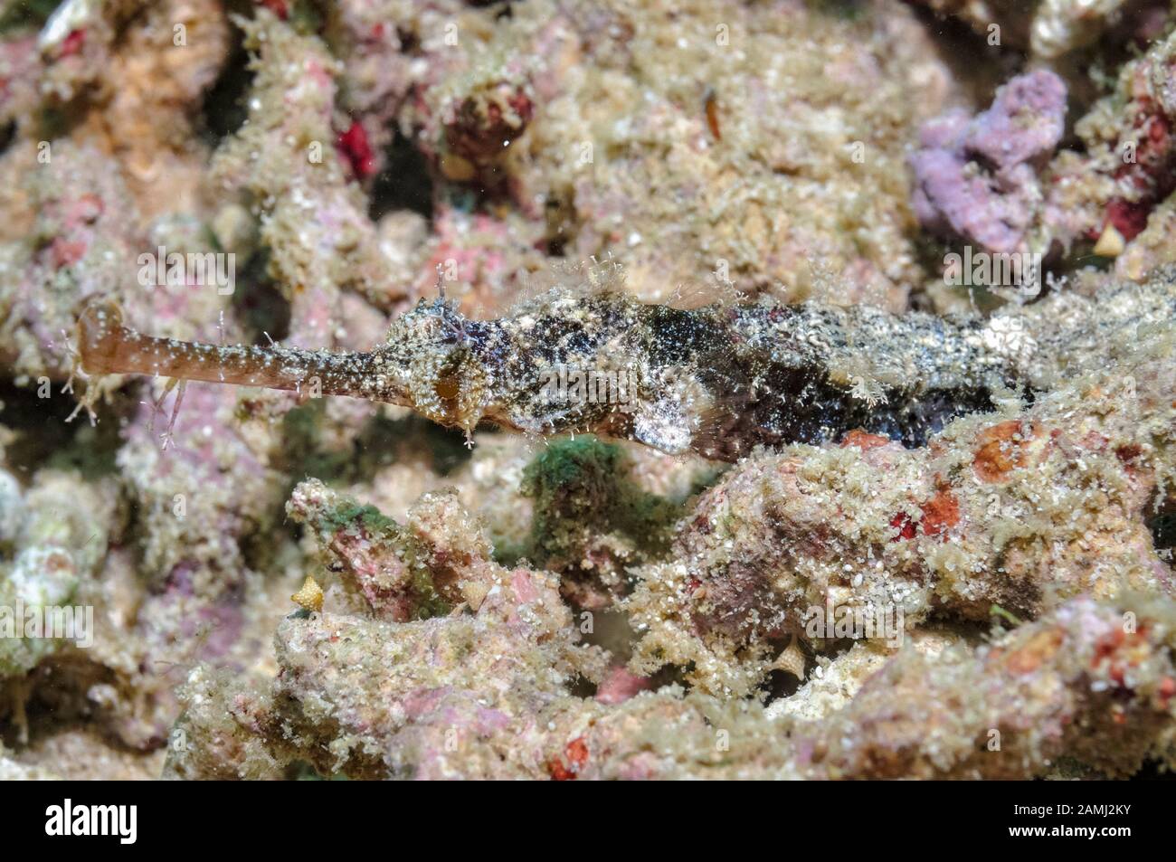 Winged or Whiskered Pipefish, Halicampus macrorhynchus, Sekotong ...