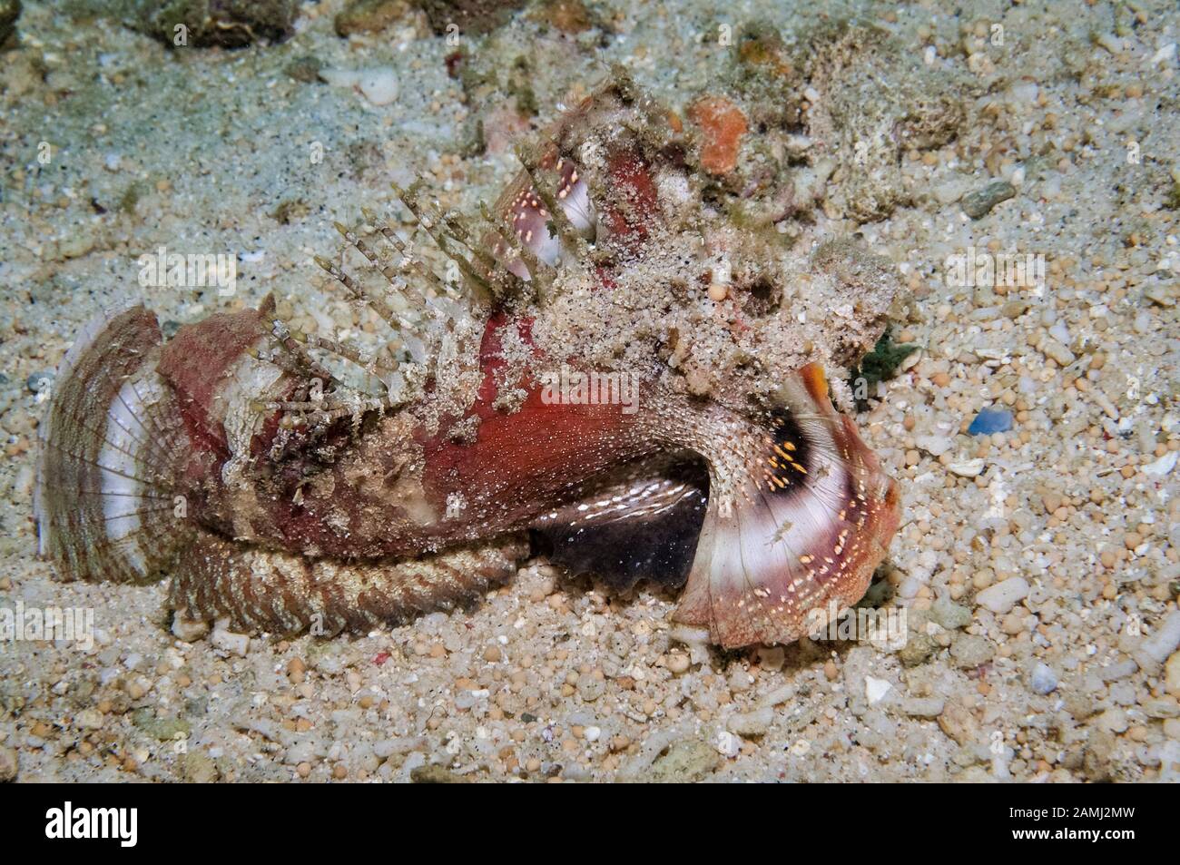 demon stinger, devil stinger, demon ghoul, spiny devilfish, Inimicus ...