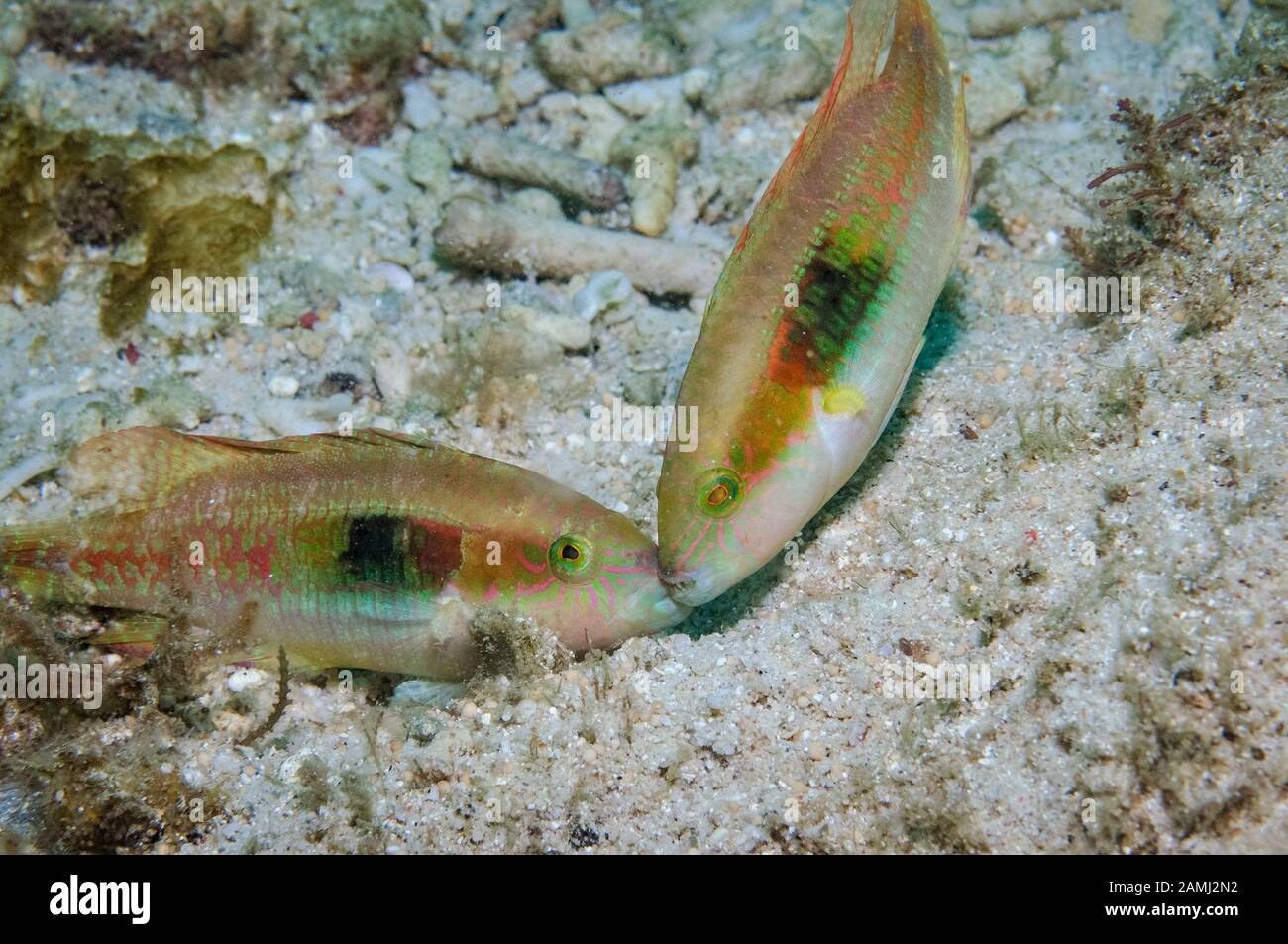 Maori wrasse hi-res stock photography and images - Alamy