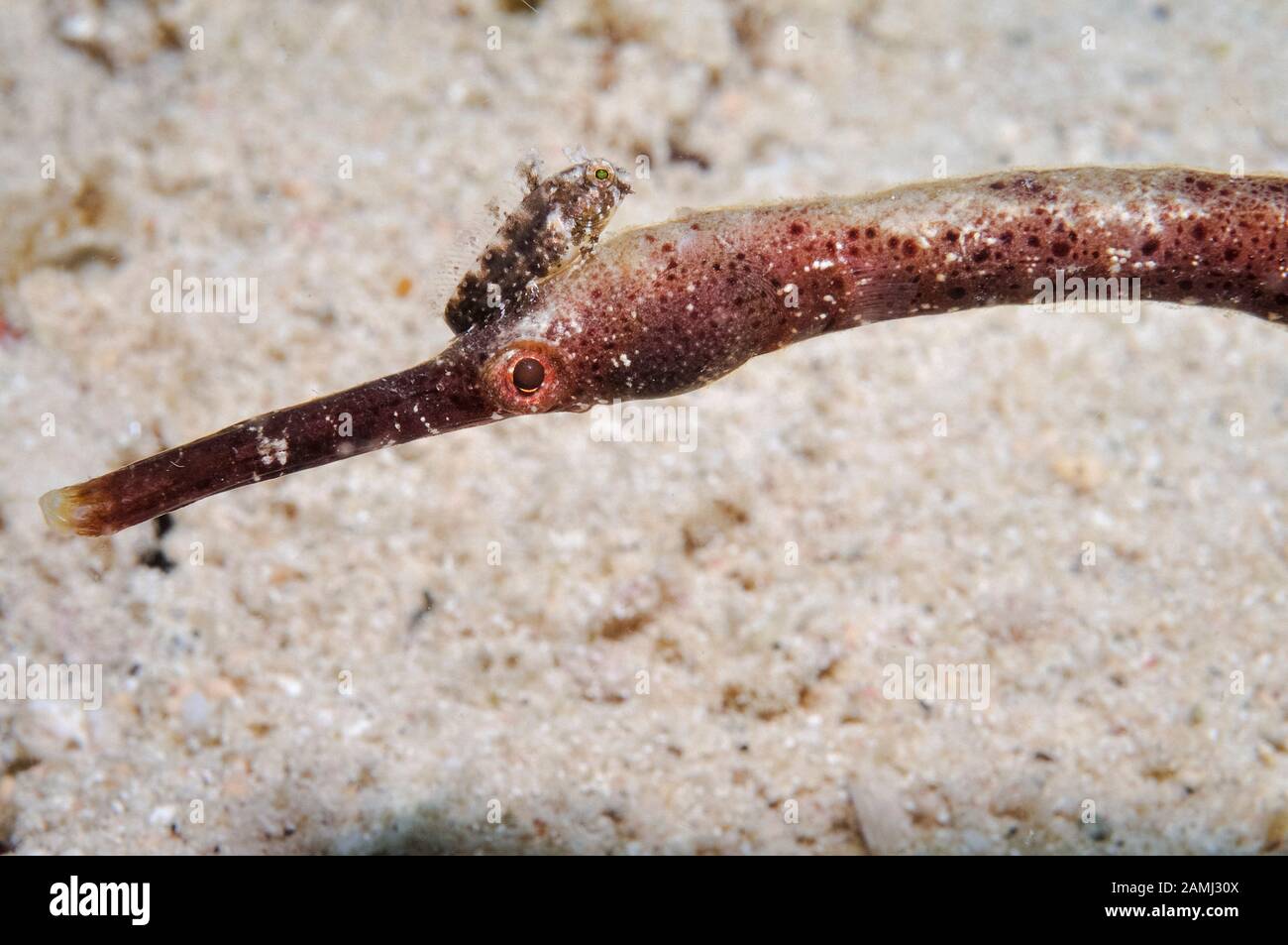 Sabretooth fish hi-res stock photography and images - Alamy