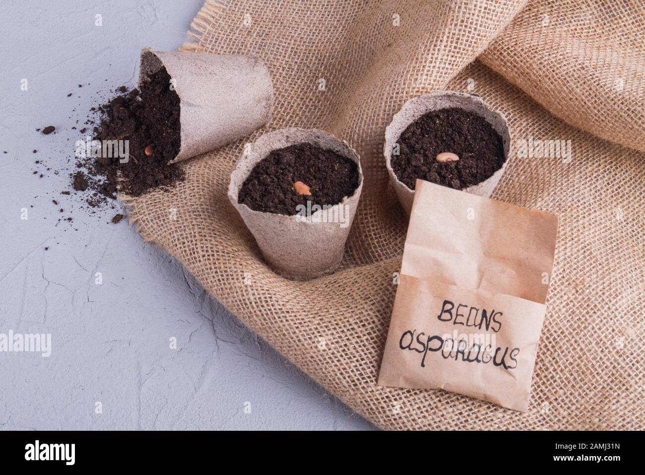 Fallen pot with a young bean plant Stock Photo - Alamy
