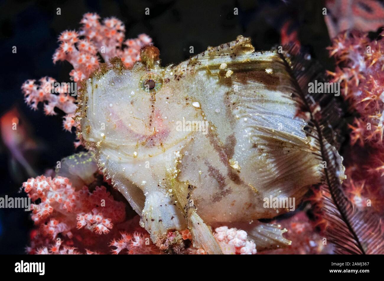 leaf scorpionfish, or paperfish, Taenianotus triacanthus, Komodo ...