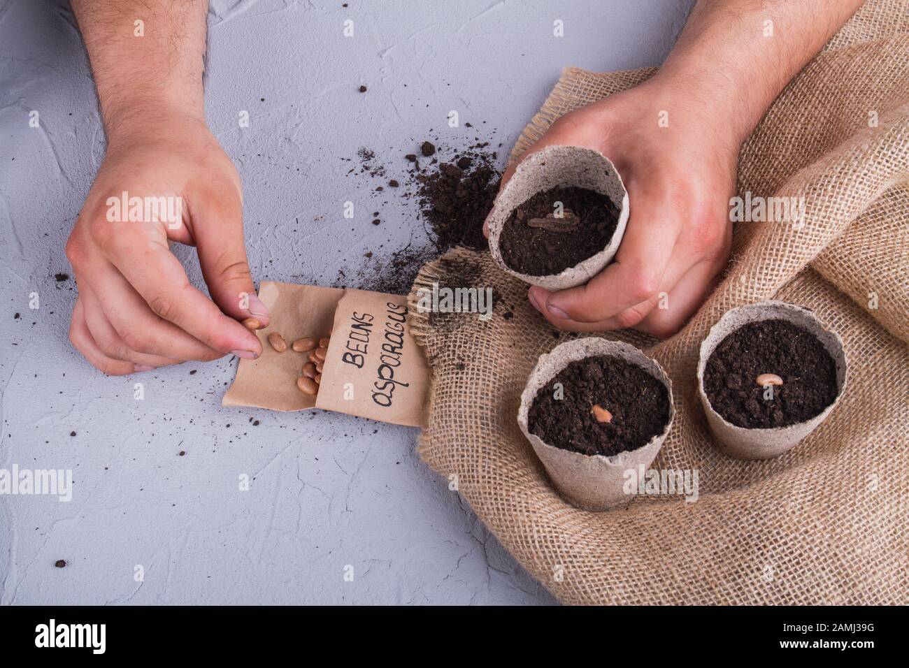CLose-up man's hands potting and sowing Stock Photo - Alamy