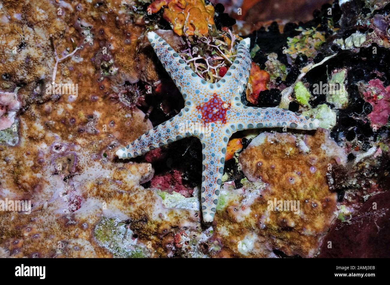 Indian ocean starfish hi-res stock photography and images - Alamy