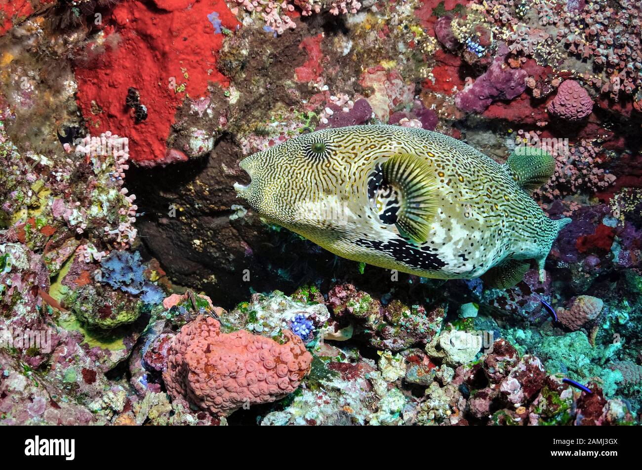 map puffer, Arothron mappa, Komodo National Park, Indonesia, Flores Sea ...