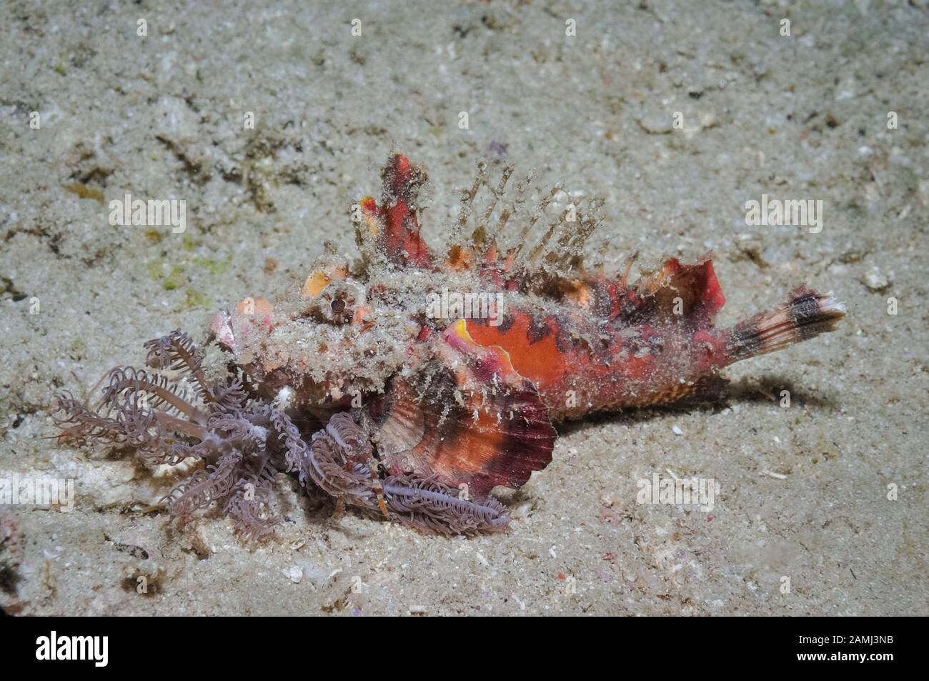 demon stinger, demon ghoul, devil stinger, spiny devilfish, Inimicus ...