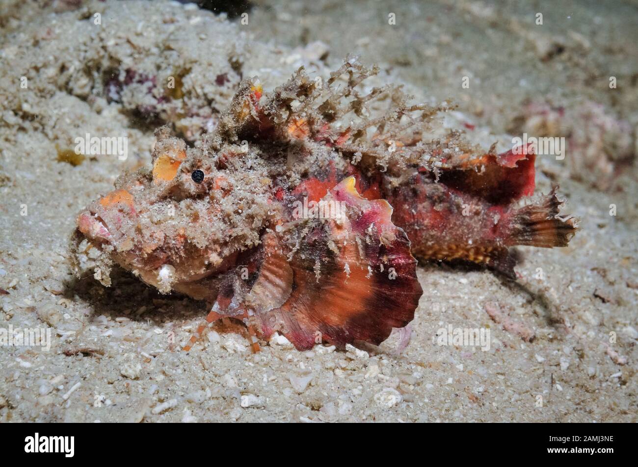 demon stinger, demon ghoul, devil stinger, spiny devilfish, Inimicus ...