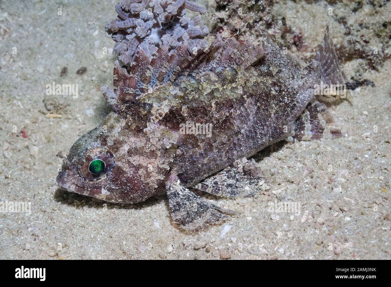 Rock cod hi-res stock photography and images - Alamy
