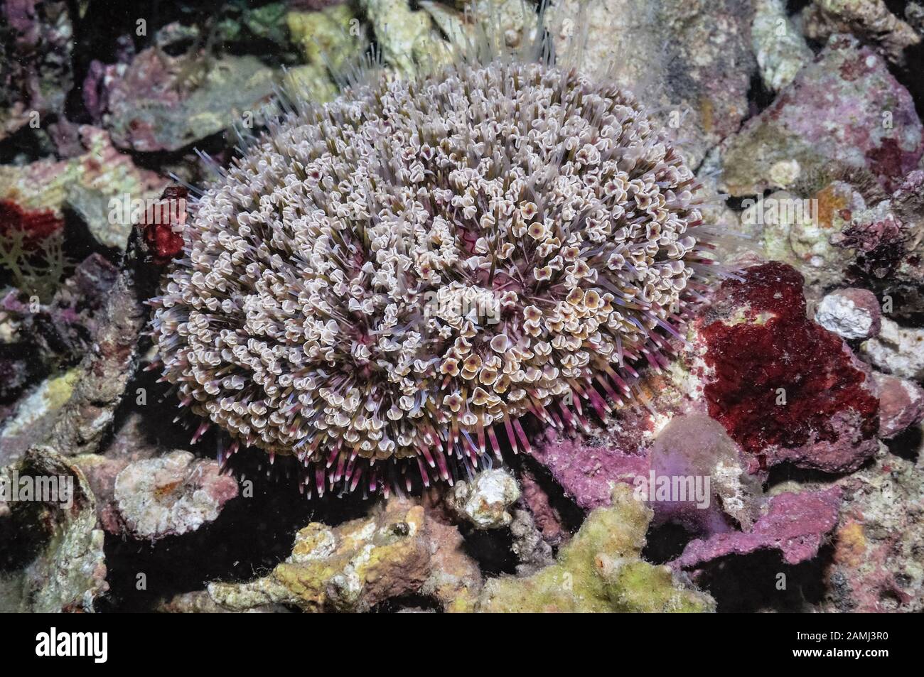 Flower Sea Urchin, Toxopneustes pileolus, Komodo National Park ...