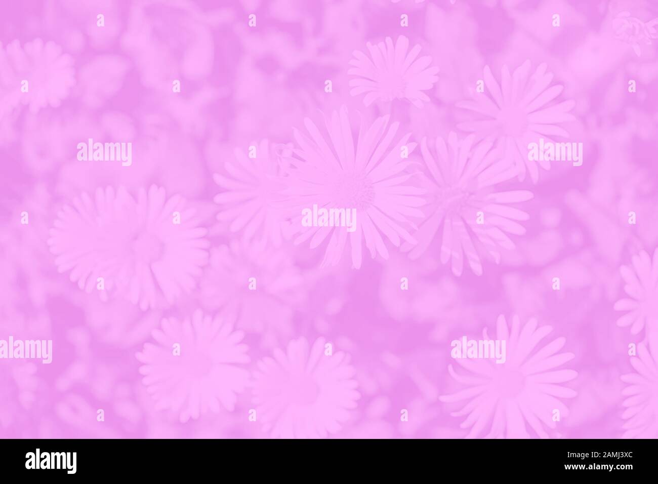 Abstract gradient soft pink magenta color background with pattern of ...