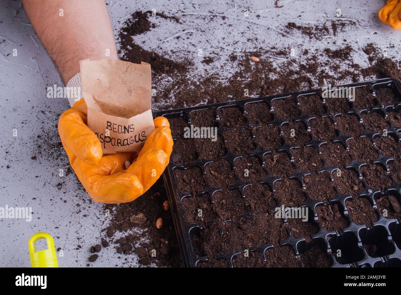 Farmer's filling seedling tray with asparagus seeds Stock Photo - Alamy