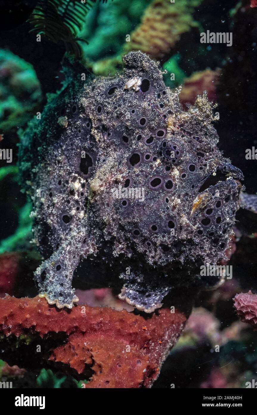 painted frogfish, or spotted frogfish, Antennarius pictus, Komodo ...