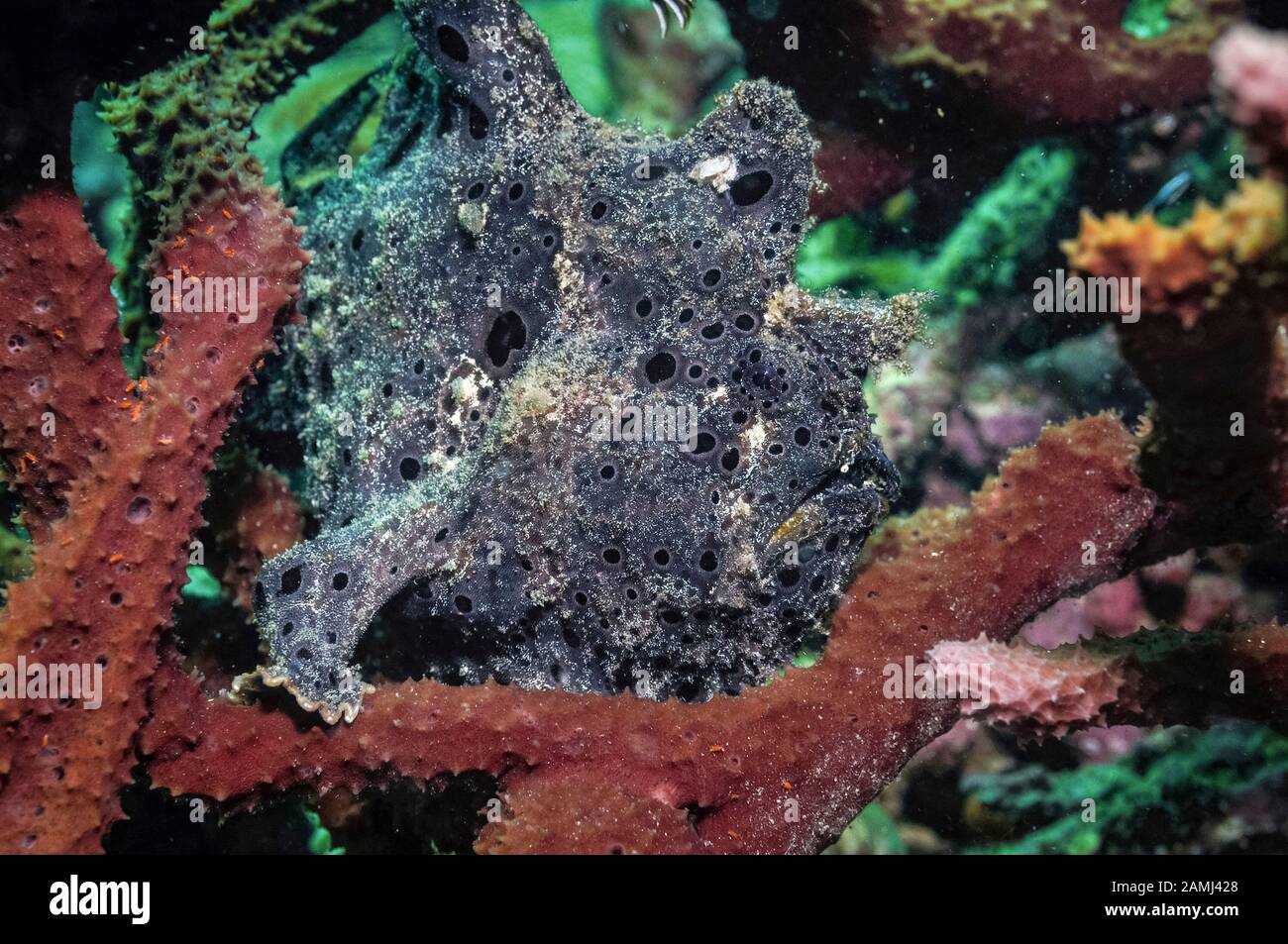 painted frogfish, or spotted frogfish, Antennarius pictus, Komodo ...