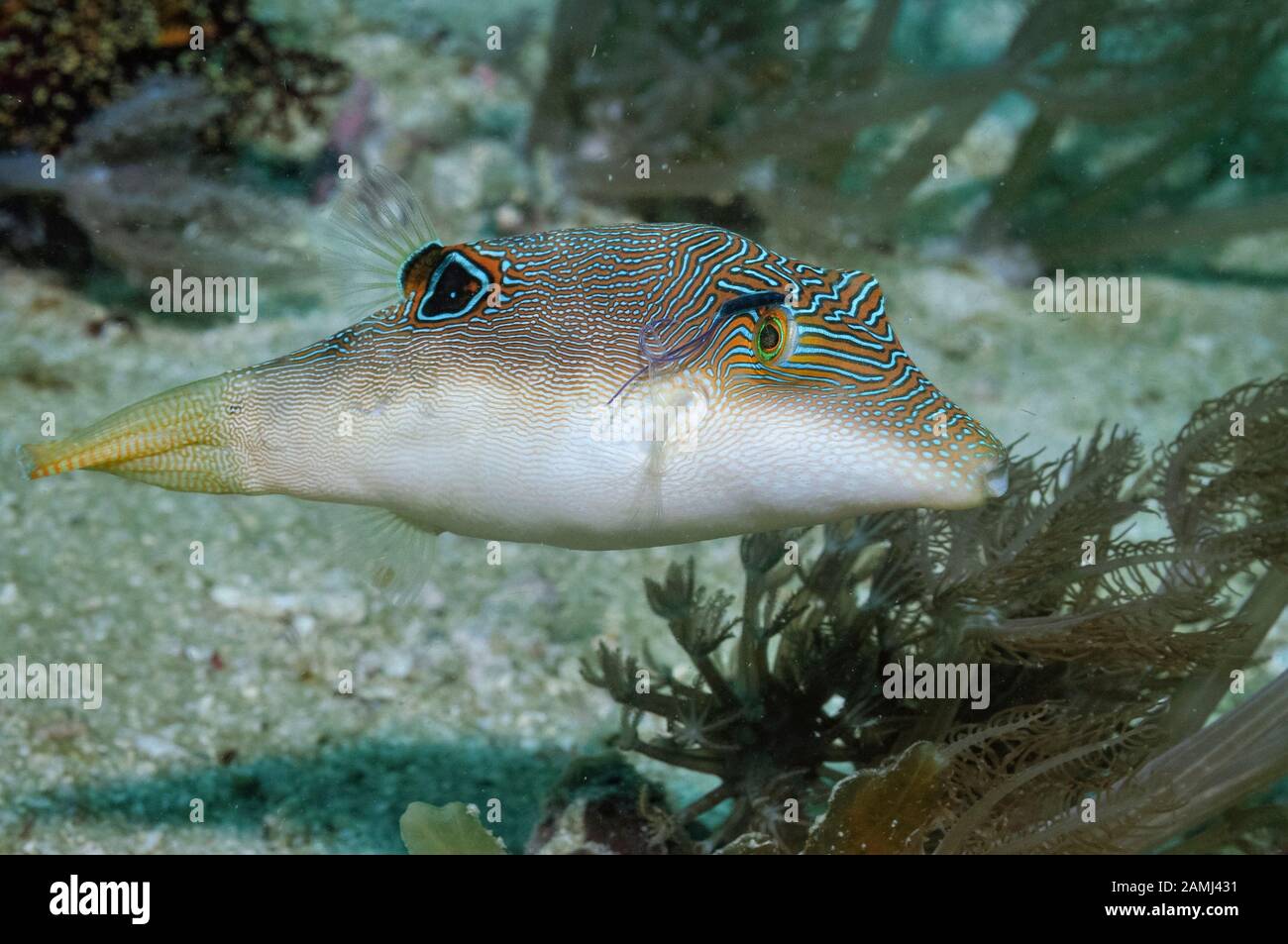 Compressed Toby or Puffer, Canthigaster compressa, with a copepod ...
