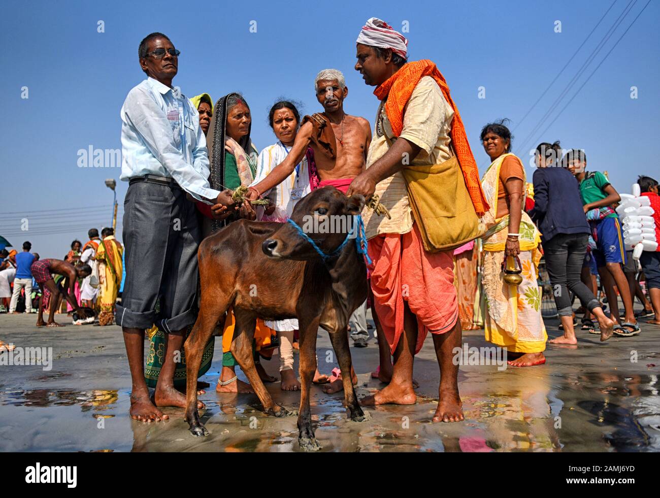 Cow sankranti hi-res stock photography and images - Alamy