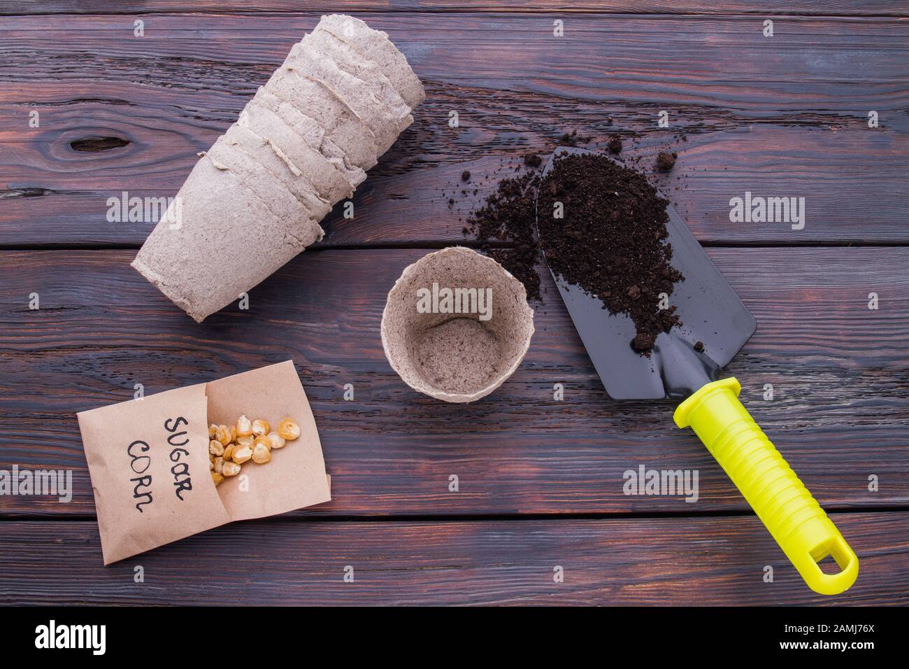 Planting corn in a pot concept Stock Photo - Alamy