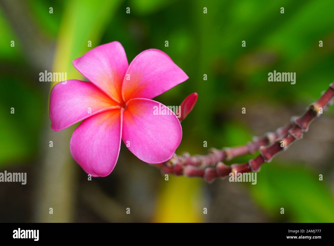 Fragrant blossoms of white and pink frangipani flowers, also called ...