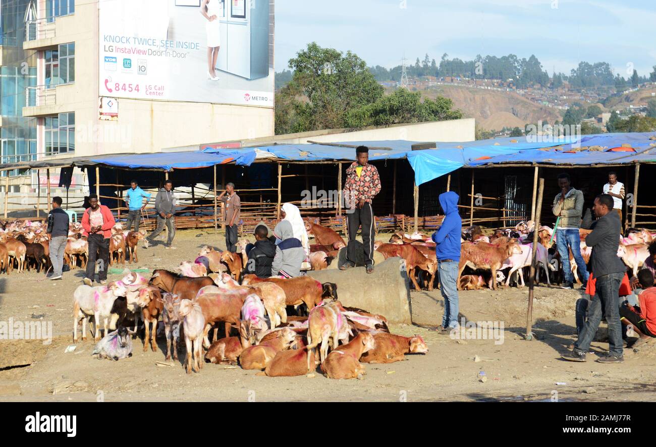 A goat market in rural Ethiopia Stock Photo - Alamy