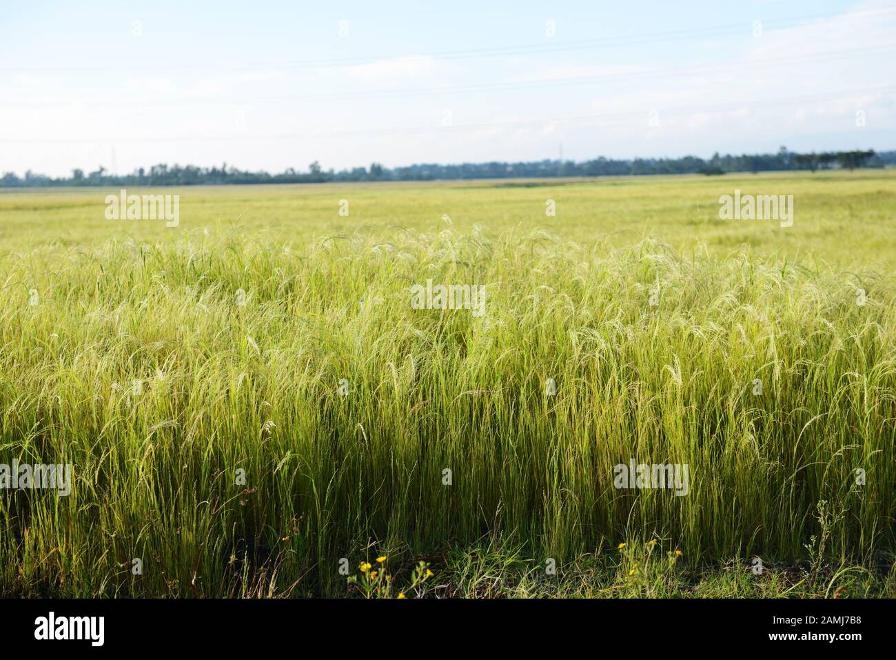 Teff crop in Ethiopia. Teff is used for making Injera- the staple diet ...